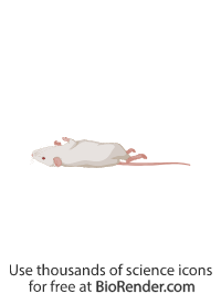 Free Mouse (lateral, supine) Icons, Symbols & Images | BioRender