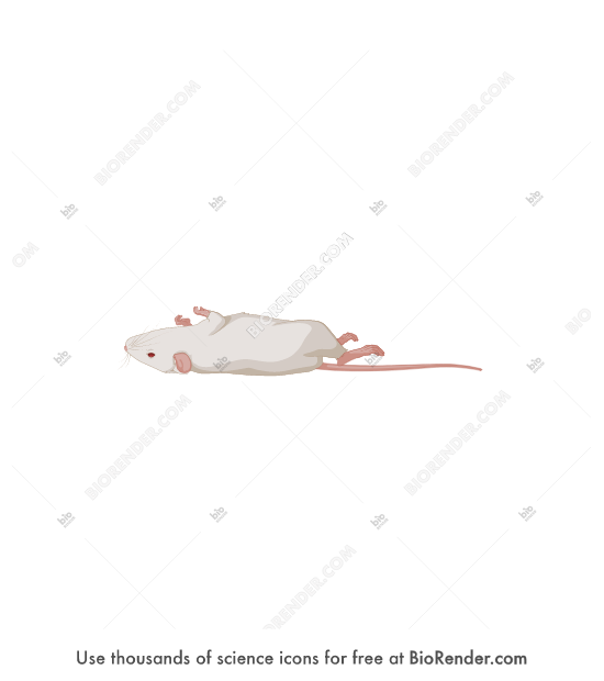 Free Mouse (lateral, supine) Icons, Symbols & Images | BioRender