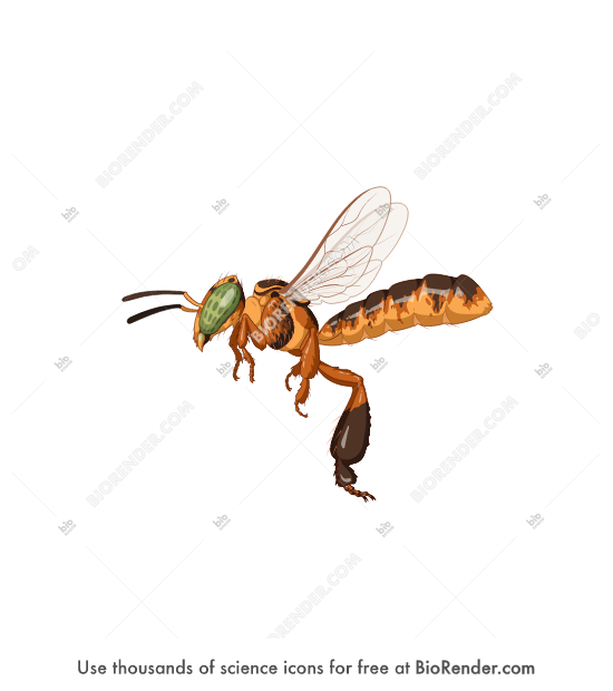 Free Stingless bee (Tetragonisca angustula) Icons, Symbols & Images ...