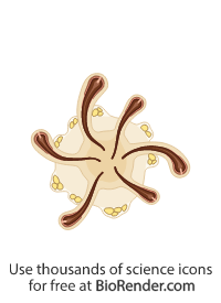 Free Skin tissue cube (with muscle) Icons, Symbols & Images | BioRender