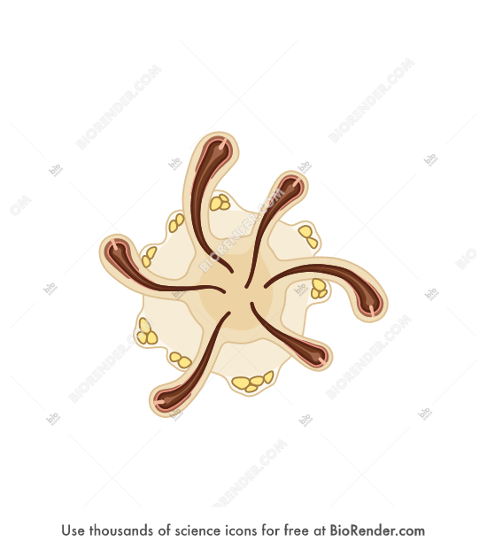 Free Skin organoid Icons, Symbols & Images | BioRender