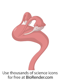 Free Uterus (lateral view) Icons, Symbols & Images | BioRender