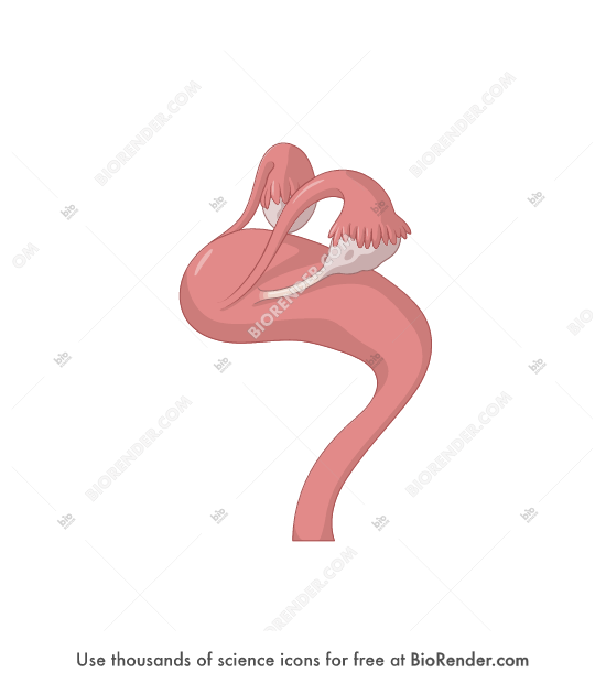 Free Uterus (lateral view) Icons, Symbols & Images | BioRender