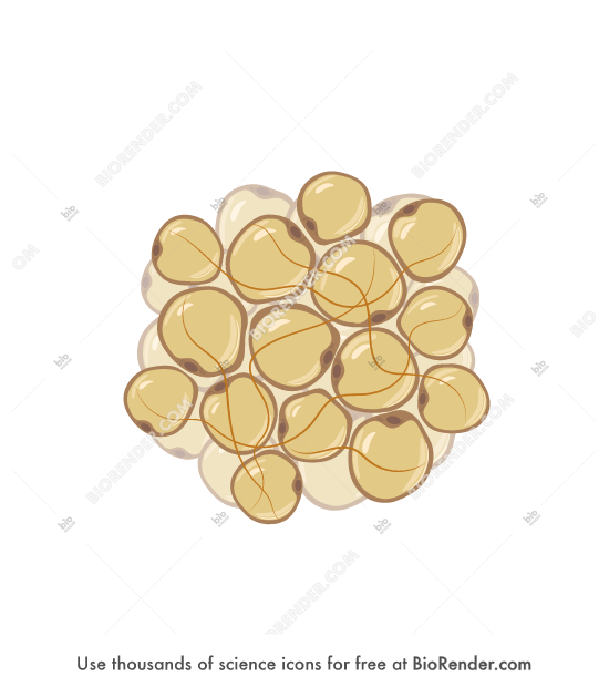 Free Adipose tissue (with ECM) Icons, Symbols & Images | BioRender