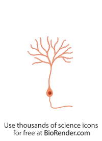 Free Granule neuron (mature) Icons, Symbols & Images | BioRender