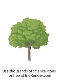 Free Tree (deciduous) 2 Icons, Symbols & Images | BioRender