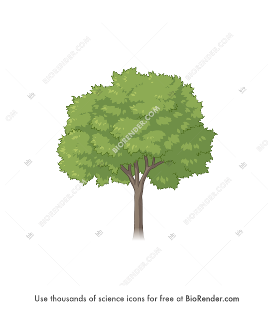 Free Tree (deciduous) 2 Icons, Symbols & Images | BioRender