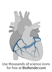 Free Heart (simplified, with coronary veins) Icons, Symbols & Images ...