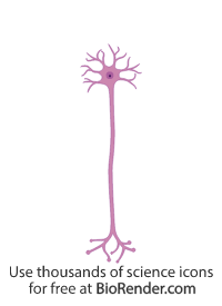Free Multipolar neuron (motor) 2 Icons, Symbols & Images | BioRender