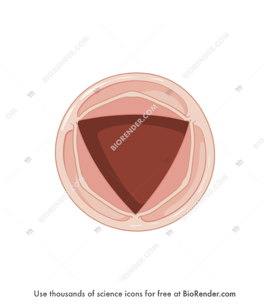 Free Pulmonary valve (open) Icons, Symbols & Images | BioRender