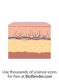 Free Skin tissue cube (with muscle) Icons, Symbols & Images | BioRender
