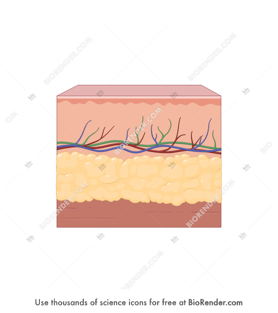 Free Skin tissue cube (with muscle) Icons, Symbols & Images | BioRender