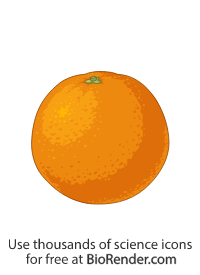 Free Orange Icons, Symbols & Images | BioRender