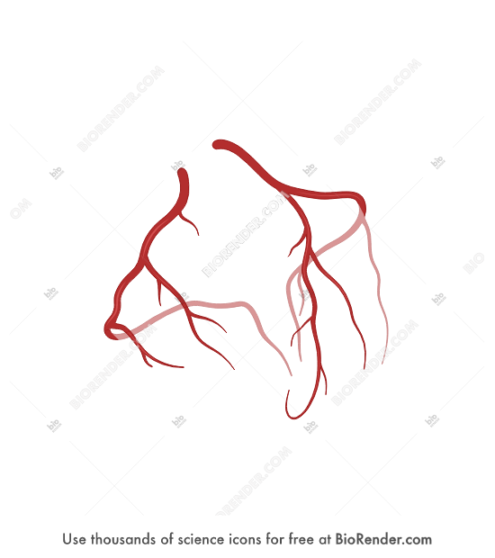 Free Coronary arteries Icons, Symbols & Images | BioRender