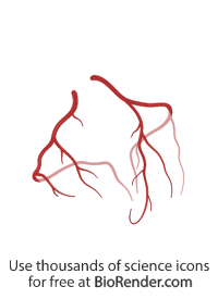 Free Coronary arteries Icons, Symbols & Images | BioRender