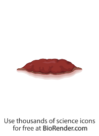 Free Adipose tissue Icons, Symbols & Images | BioRender