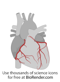 Free Heart (simplified, with coronary arteries) Icons, Symbols & Images ...