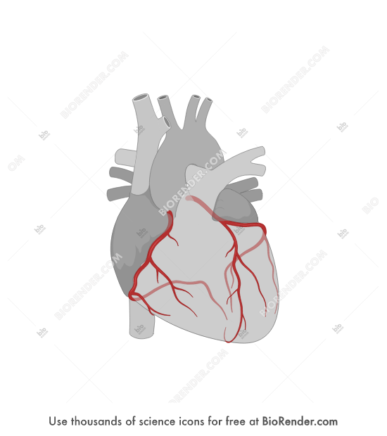Free Heart (simplified, with coronary arteries) Icons, Symbols & Images ...