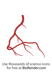 Free Coronary arteries (right) Icons, Symbols & Images | BioRender