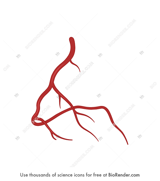Free Coronary arteries (right) Icons, Symbols & Images | BioRender