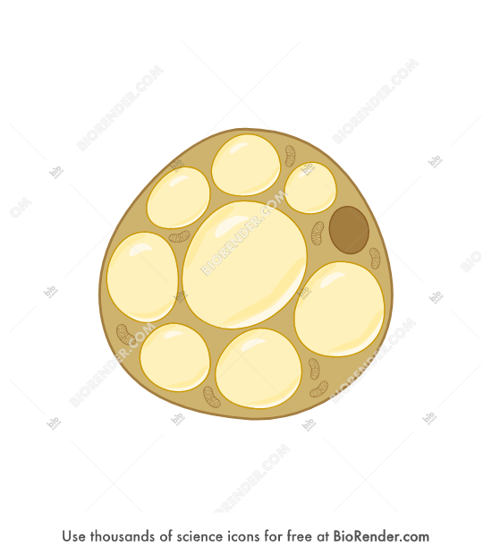 Free Adipocyte (beige) Icons, Symbols & Images | BioRender