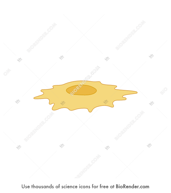 Free Osteoprogenitor cell Icons, Symbols & Images | BioRender