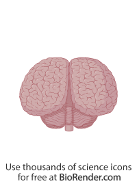 Free Dolphin brain (dorsal) Icons, Symbols & Images | BioRender