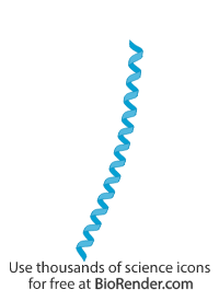 Free Alpha helix (curved) 2 Icons, Symbols & Images | BioRender