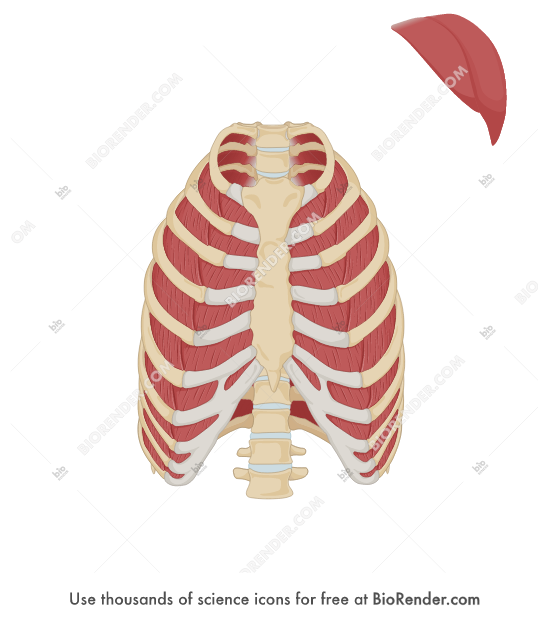 Free Rib cage (with intercostal muscles, exhalation) Icons, Symbols ...