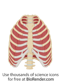 Free Rib cage (with intercostal muscles, inhalation) Icons, Symbols ...