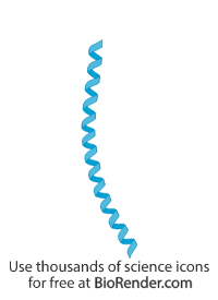 Free Alpha helix (curved) 1 Icons, Symbols & Images | BioRender
