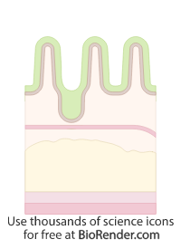 Free 0. All enterocytes, flattened Icons, Symbols & Images | BioRender