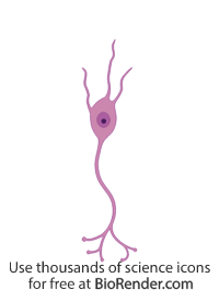 Free Enteric neuron (Dogiel type II, short) Icons, Symbols & Images ...