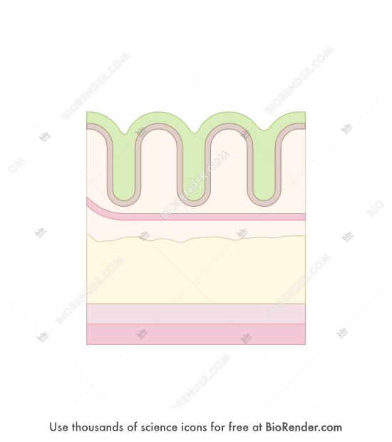 Free Epithelial layers (large intestine) Icons, Symbols & Images ...