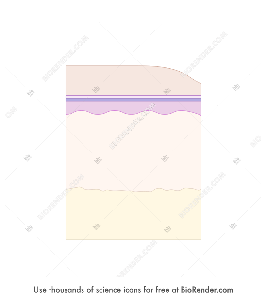 Free Epithelial layers (skin) Icons, Symbols & Images | BioRender