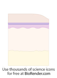 Free Epithelial layers (skin) Icons, Symbols & Images | BioRender