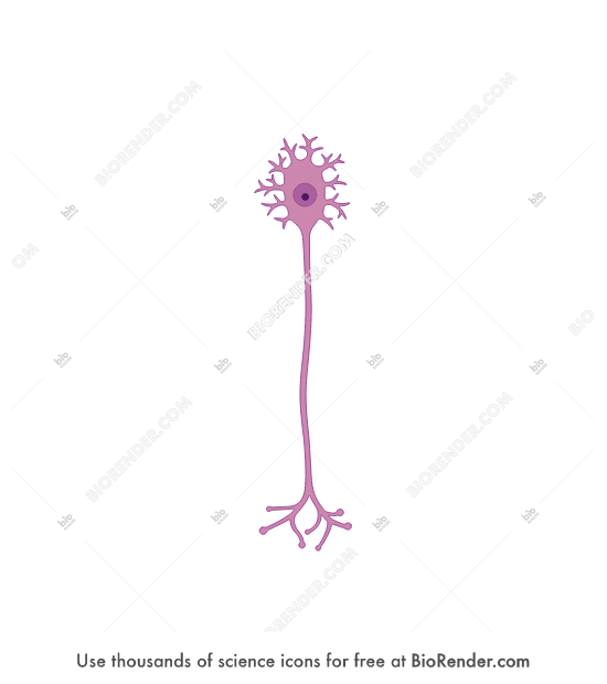 Free Enteric neuron (Dogiel type I) Icons, Symbols & Images | BioRender