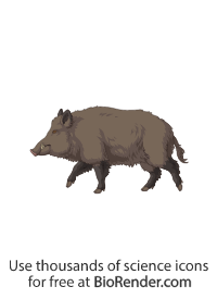 Free Wild boar (Sus scrofa, male) Icons, Symbols & Images | BioRender