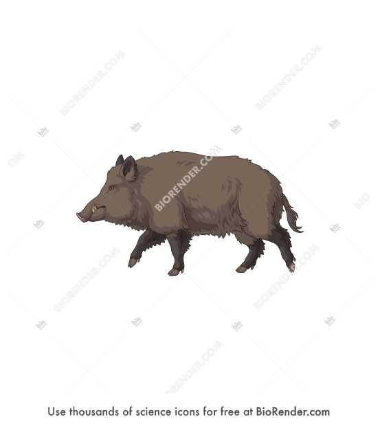 Free Wild boar (Sus scrofa, male) Icons, Symbols & Images | BioRender