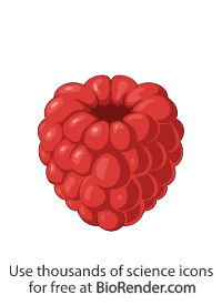 Free Raspberry Icons, Symbols & Images | BioRender