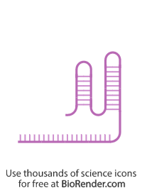 Free RNA Icons, Symbols & Images | BioRender