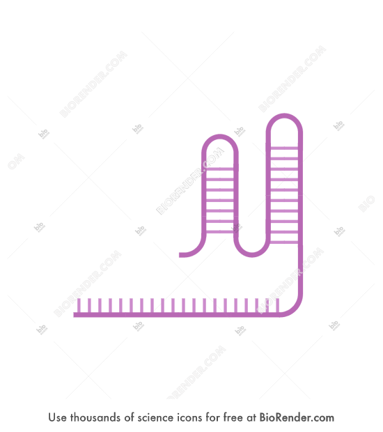 Free Single guided RNA (sgRNA) 4 Icons, Symbols & Images | BioRender