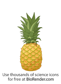 Free Pineapple Icons, Symbols & Images | BioRender