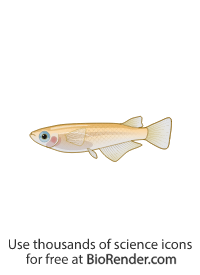 Free Medaka Icons, Symbols & Images | BioRender
