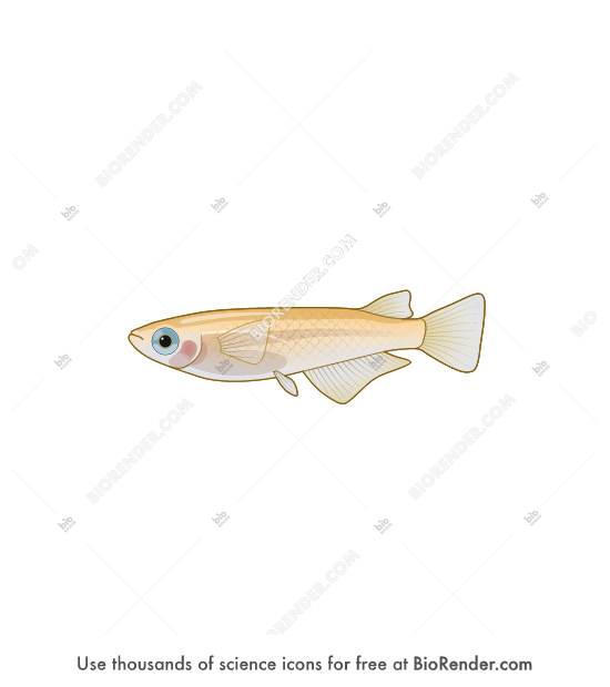 Free Medaka Icons, Symbols & Images | BioRender