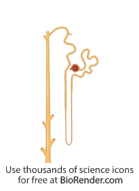 Free Nephron (juxtamedullary) Icons, Symbols & Images | BioRender