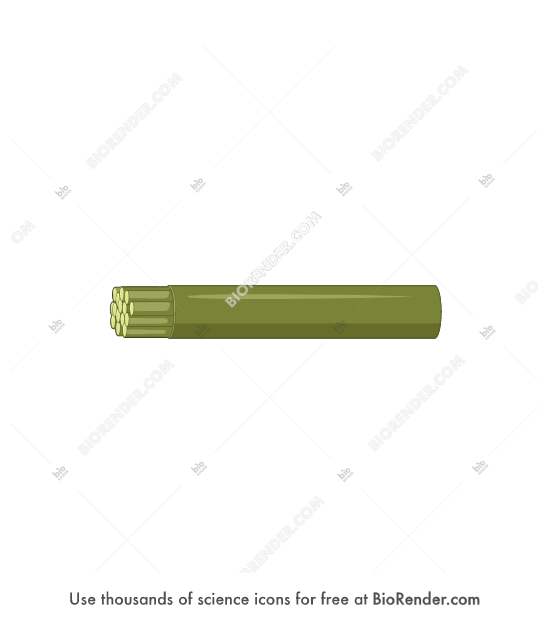 Free Cell wall (cellulose) Icons, Symbols & Images | BioRender