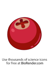 Free Cranberry Icons, Symbols & Images | BioRender