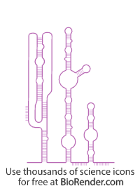 Free RNA Icons, Symbols & Images | BioRender