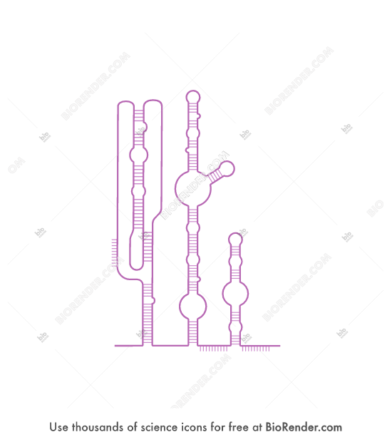 Free Human telomerase (RNA) Icons, Symbols & Images | BioRender